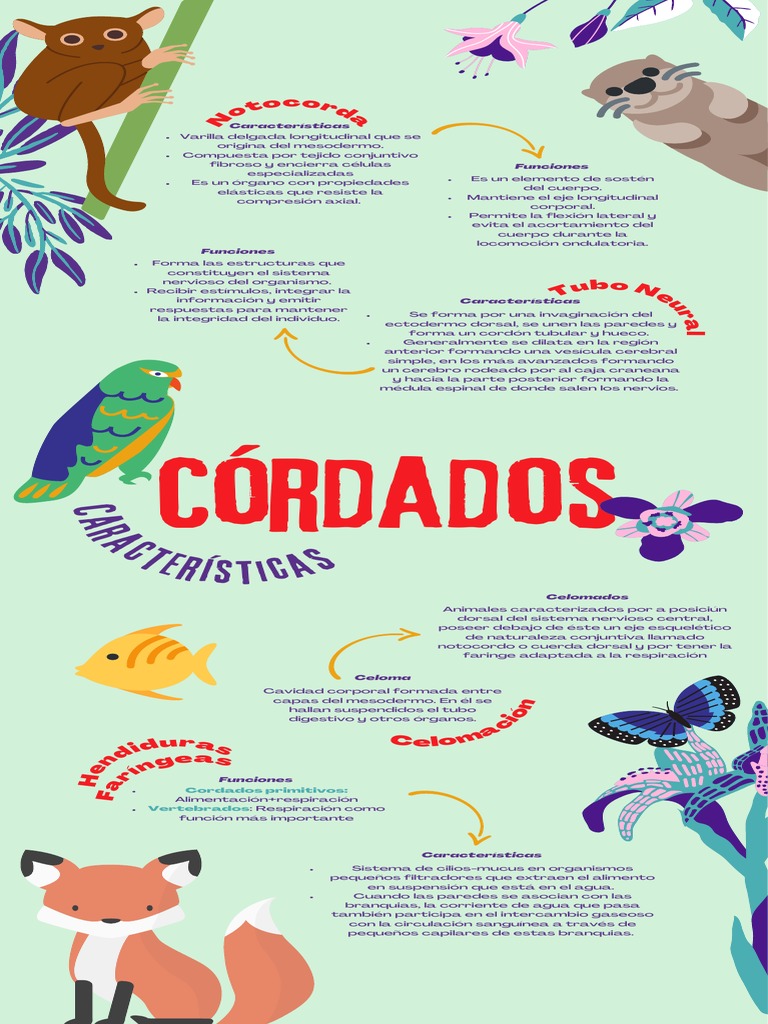Los cordados: características principales de este filo de animales ...