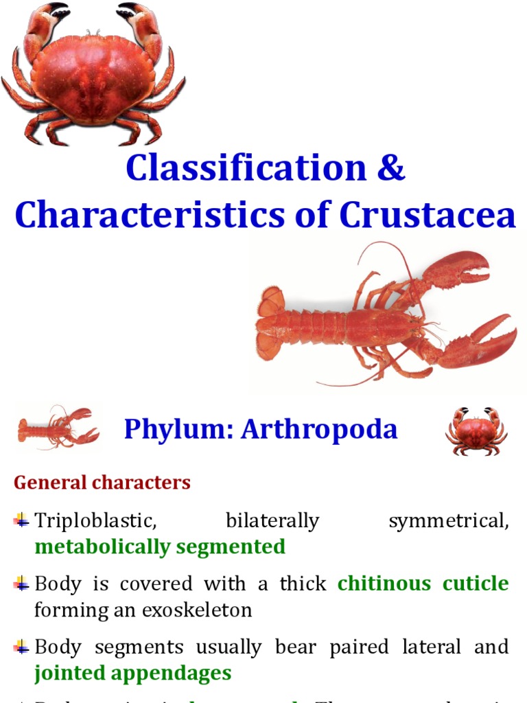 Classification & Characteristics of Crustacea | PDF | Crustacean ...