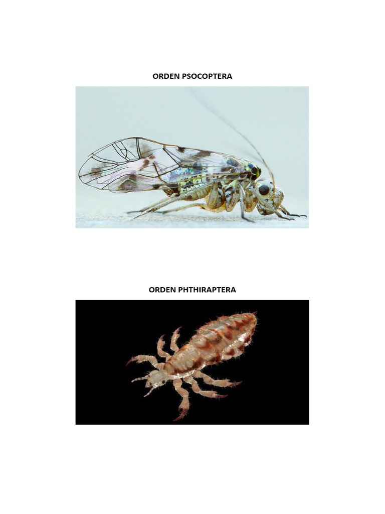 Ordenes Psocoptera y Phthiraptera | PDF
