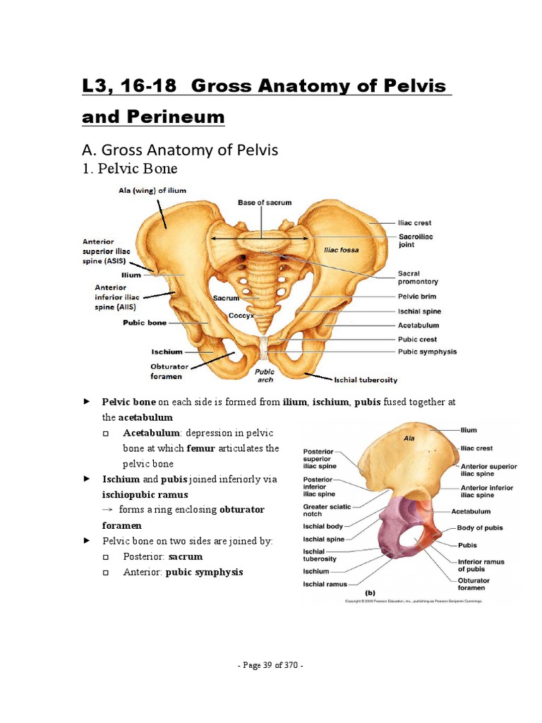 1567720795851-3+Gross+Anatomy+of+the+Pelvis+and+Perineum | PDF | Pelvis ...