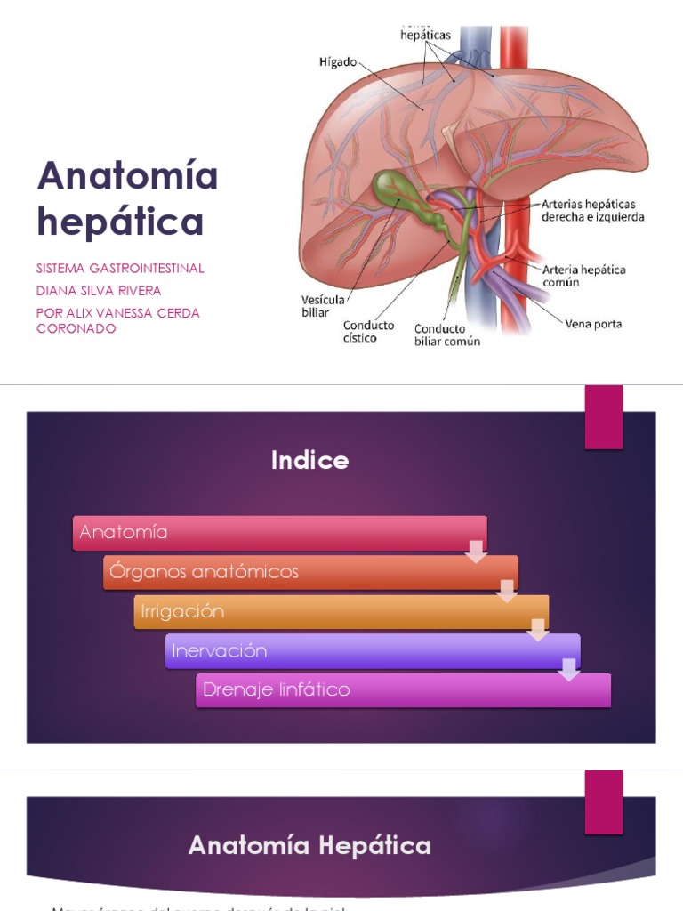 Anatomía Hepática | PDF | Hígado | Sistema digestivo humano