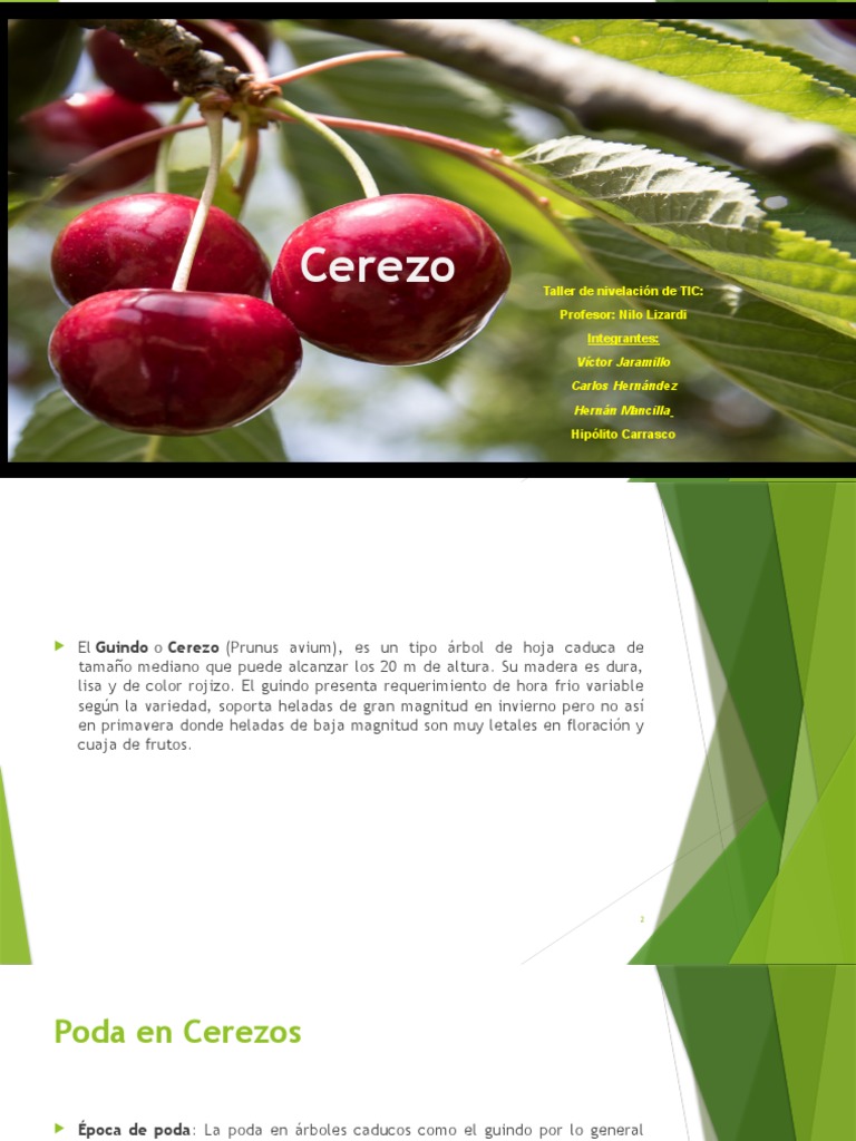 Cerezo | PDF | Tallo de la planta | Arboles