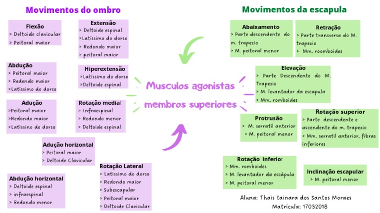 Mapa Mental Dos Musculos | Download grátis PDF | Ombro | Membros (anatomia)