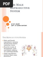Male Reproductive System | PDF | Testicle | Sperm