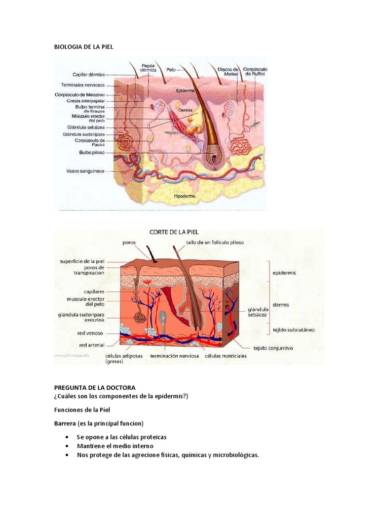 BIOLOGIA DE LA PIEL Res. | PDF | Epidermis | Piel