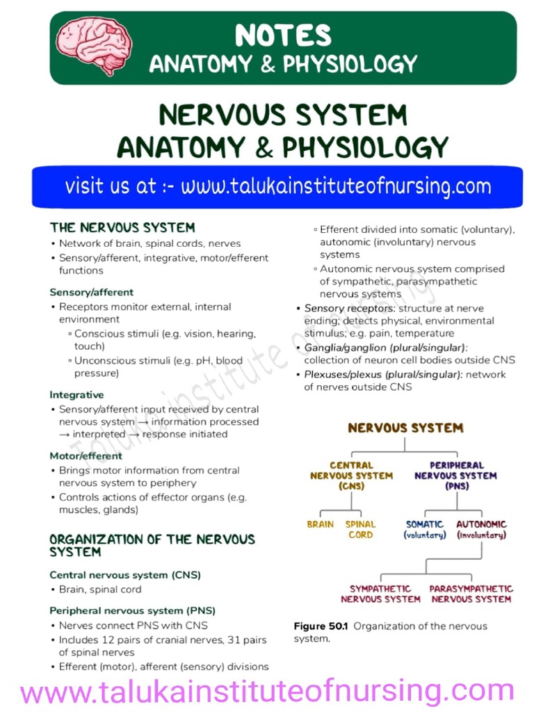 Nervous System Anotomy and Physiology | PDF