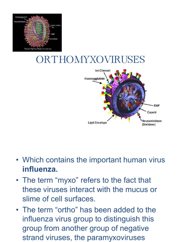 Orthomyxovirus Overview and Examples | PDF | Influenza | Influenza A Virus