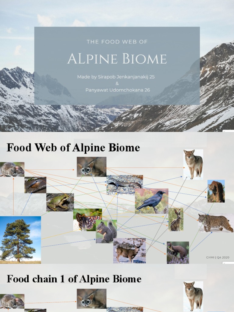 Alpine Biome Food Web | PDF