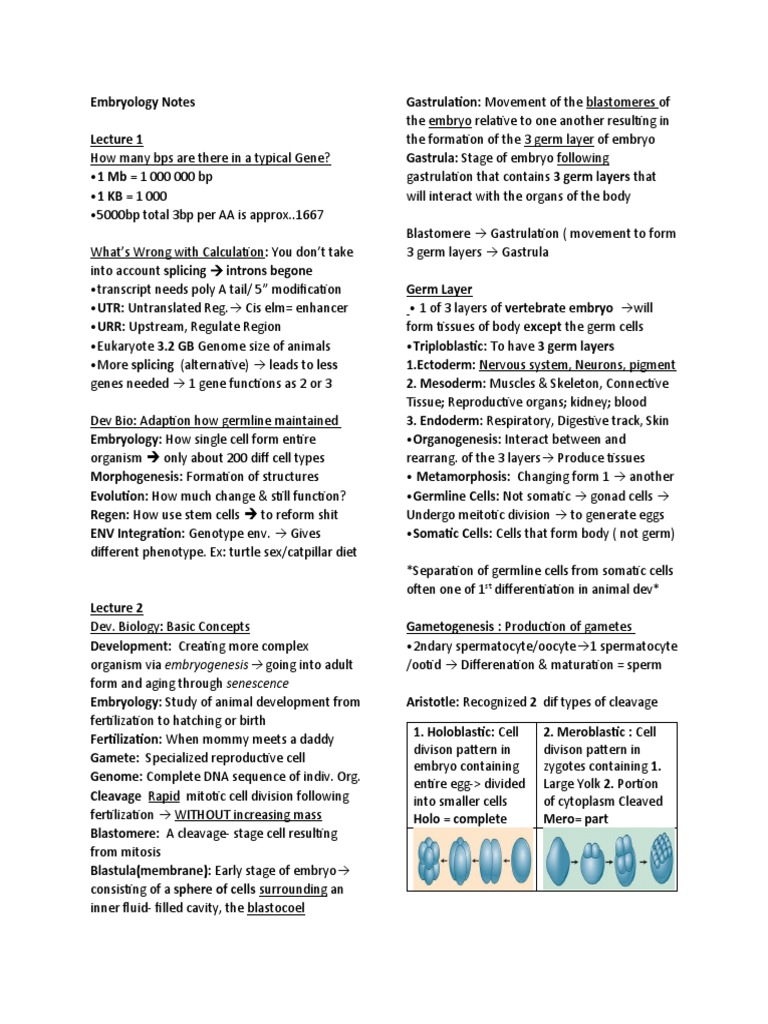 Bio 303 Notes Better | PDF | Embryo | Life Sciences