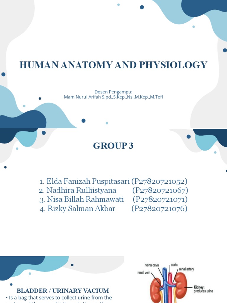 Reg B - 01 - PPT Anatomy and Physiology of Bledder | PDF | Urinary ...