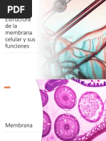 Función y Mecanismo de Bombas de Calcio | PDF | Calcio | Membrana celular