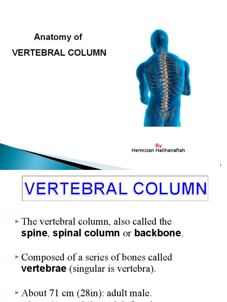 Anatomy of Vertebral Column | PDF | Vertebra | Vertebral Column