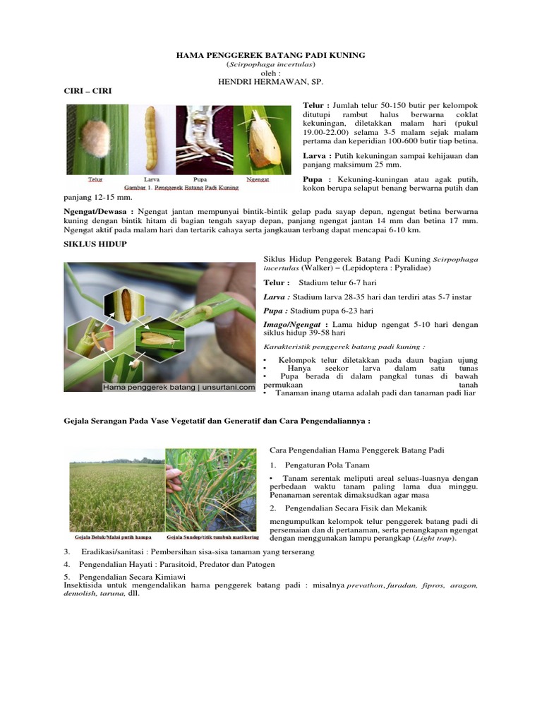 Pengendalian Hama Penggerek Padi Kuning | PDF | Sains & Matematika