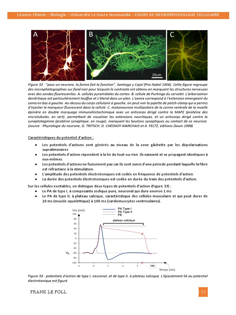 Caractéristiques du potentiel électrotonique | PDF | Potentiel d'action ...