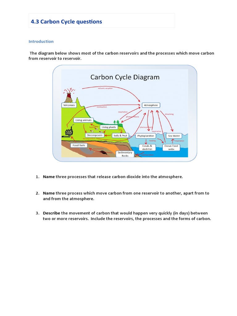 Carbon Cycle Processes and Questions | PDF | Science & Mathematics