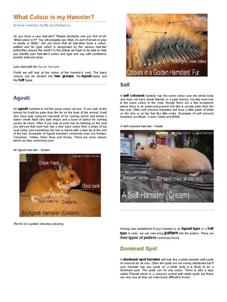 What Colour Is My Hamster | PDF | Fur | Animal Breeding