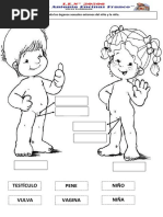 Identificación De órganos Sexuales Externos Pdf