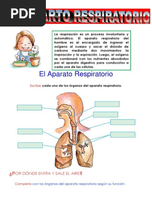 Hoja De Trabajo Con Las Respuestas Del Etiquetado Del Sistema Respiratorio