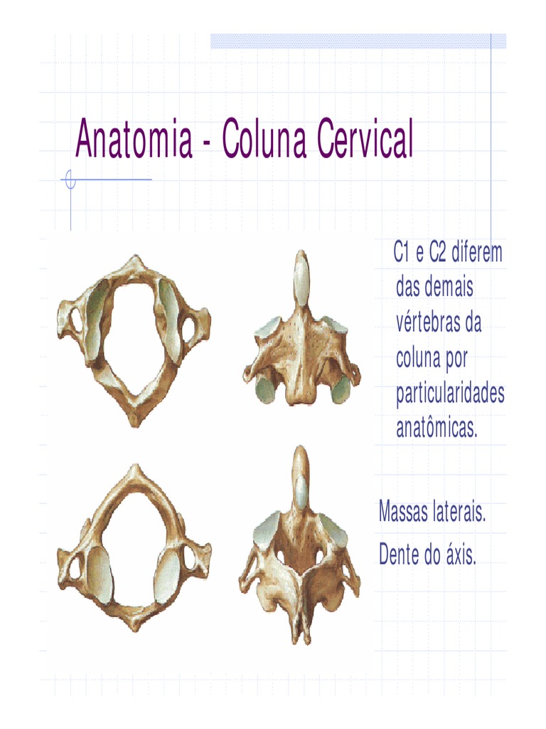 [Anatomia da Coluna Cervical e suas Particularidades] | PDF | Coluna ...