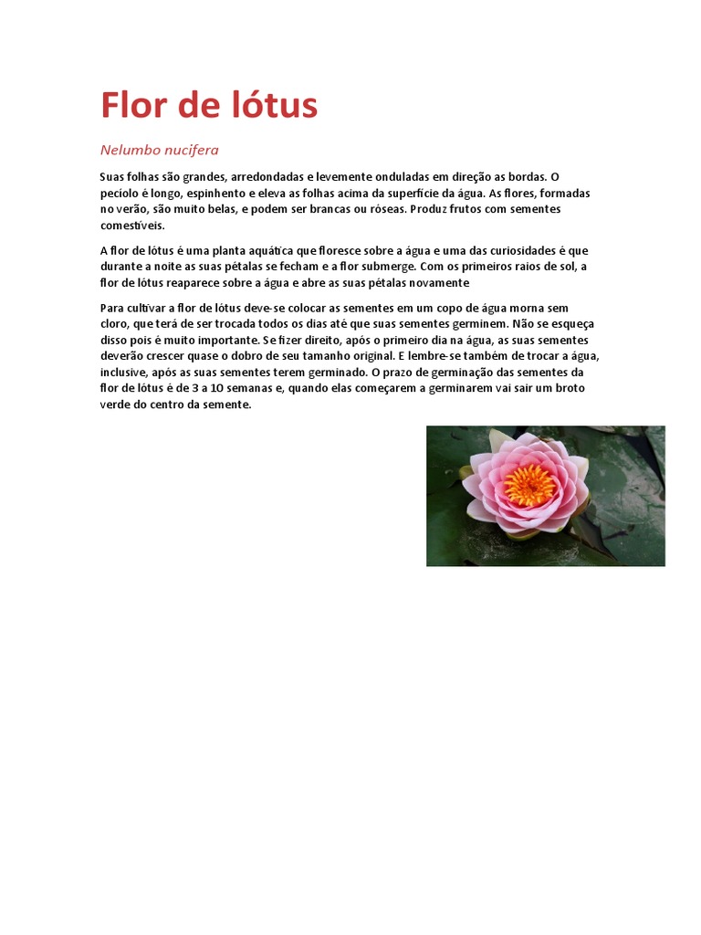 Flor de Lótus | PDF