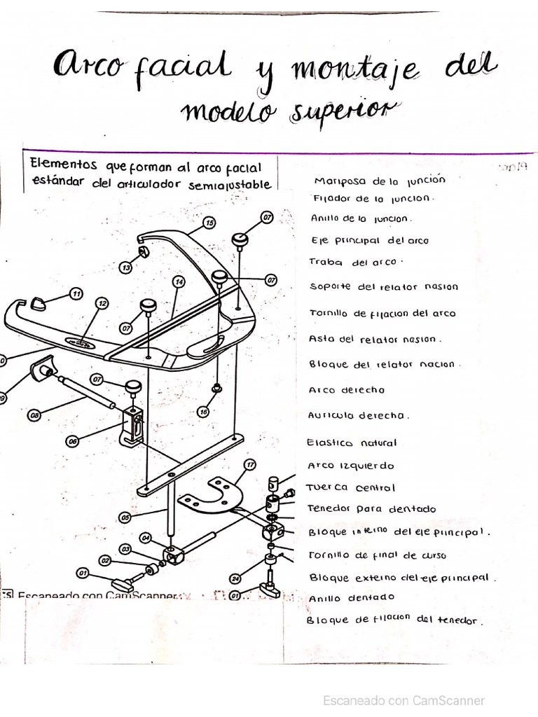 Arco Facial y Montaje Del Modelo Superio | PDF