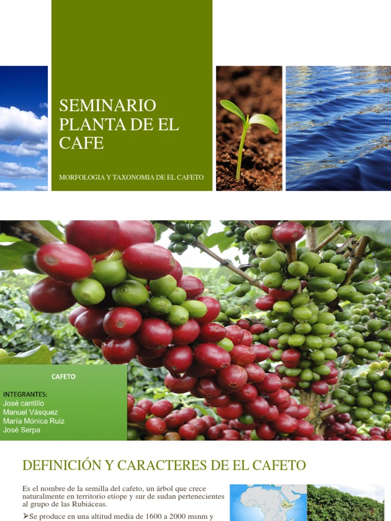 Morfología y Taxonomía del Cafeto | PDF | Flores | Raíz