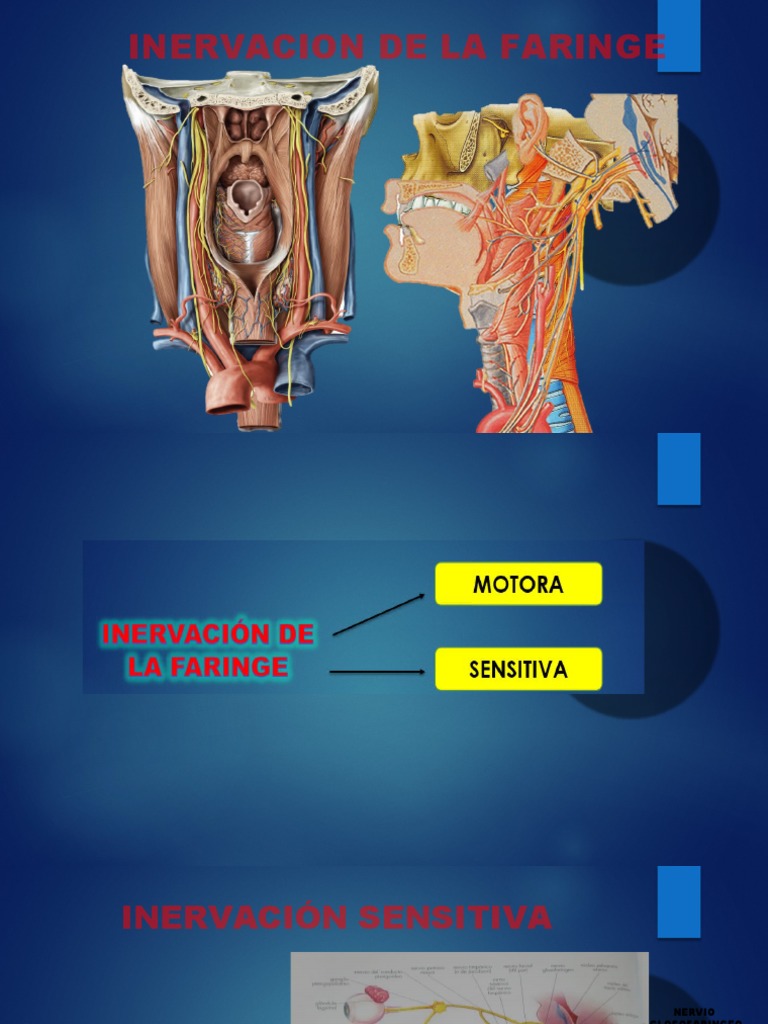 Inervacion de La Faringe | PDF