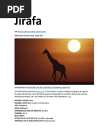 Historia de Las Jirafas | PDF | Evolución