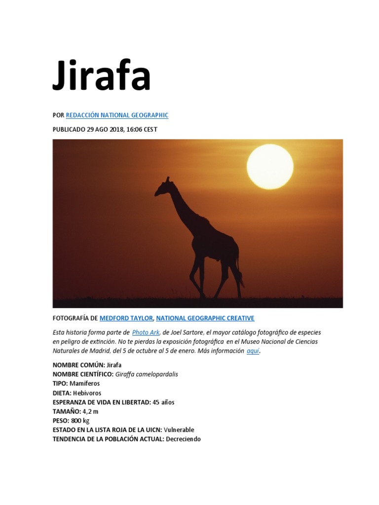 Jirafa | PDF