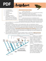 Evolución de Las Ballenas | PDF | Cetacea | Evolución