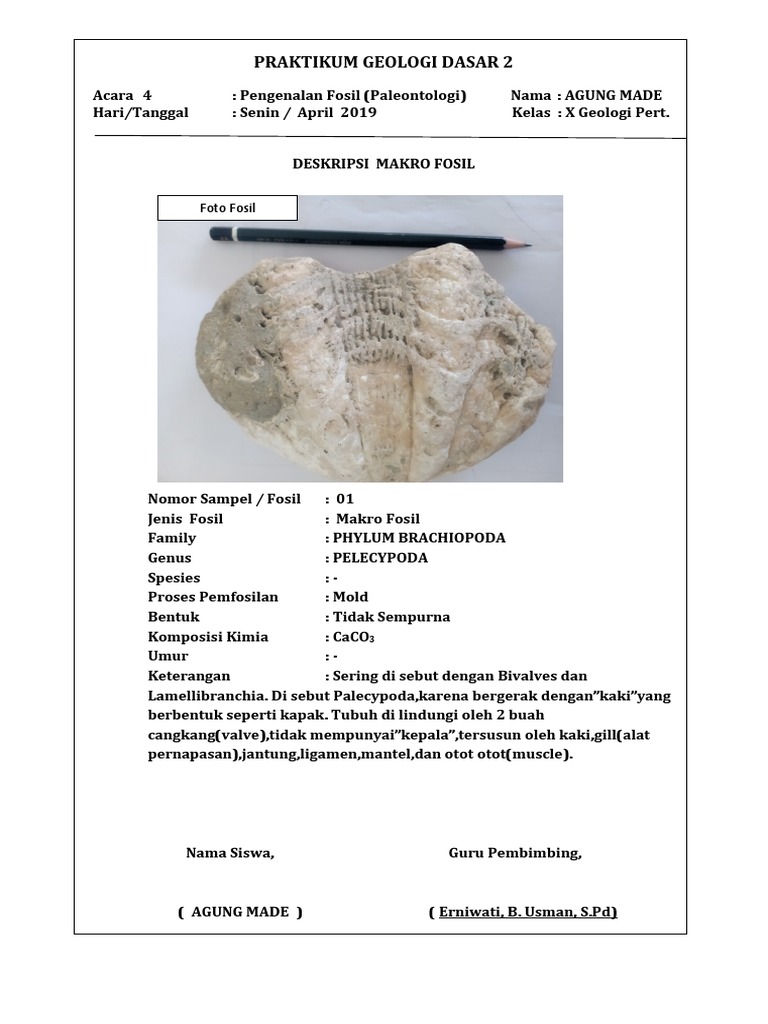 PRAKTIKUM EGO GEOLOGI DASAR 2 Kelas 10 Acara Paleontologi Fosil | PDF