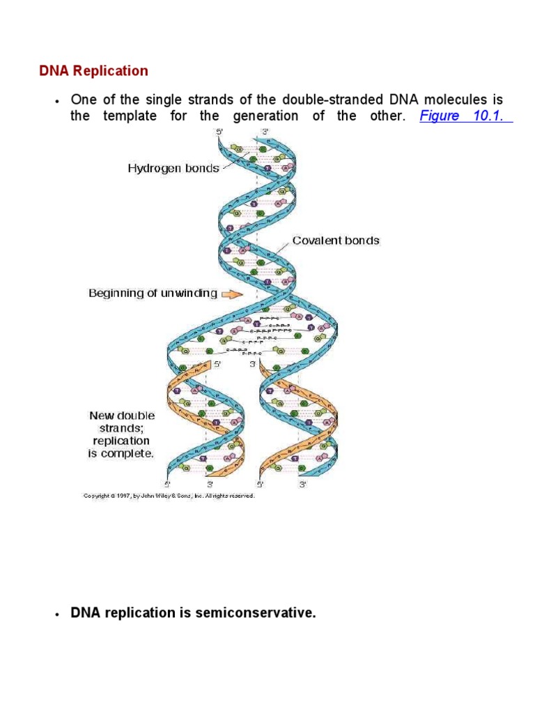 Dna Replication | Download Free PDF | Dna Replication | Dna
