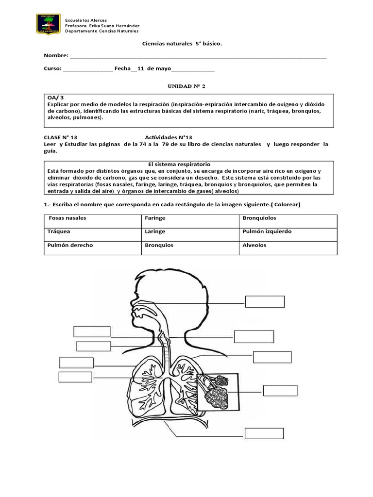 Actividades sobre el Sistema Respiratorio | PDF | Pulmón | Sistema ...