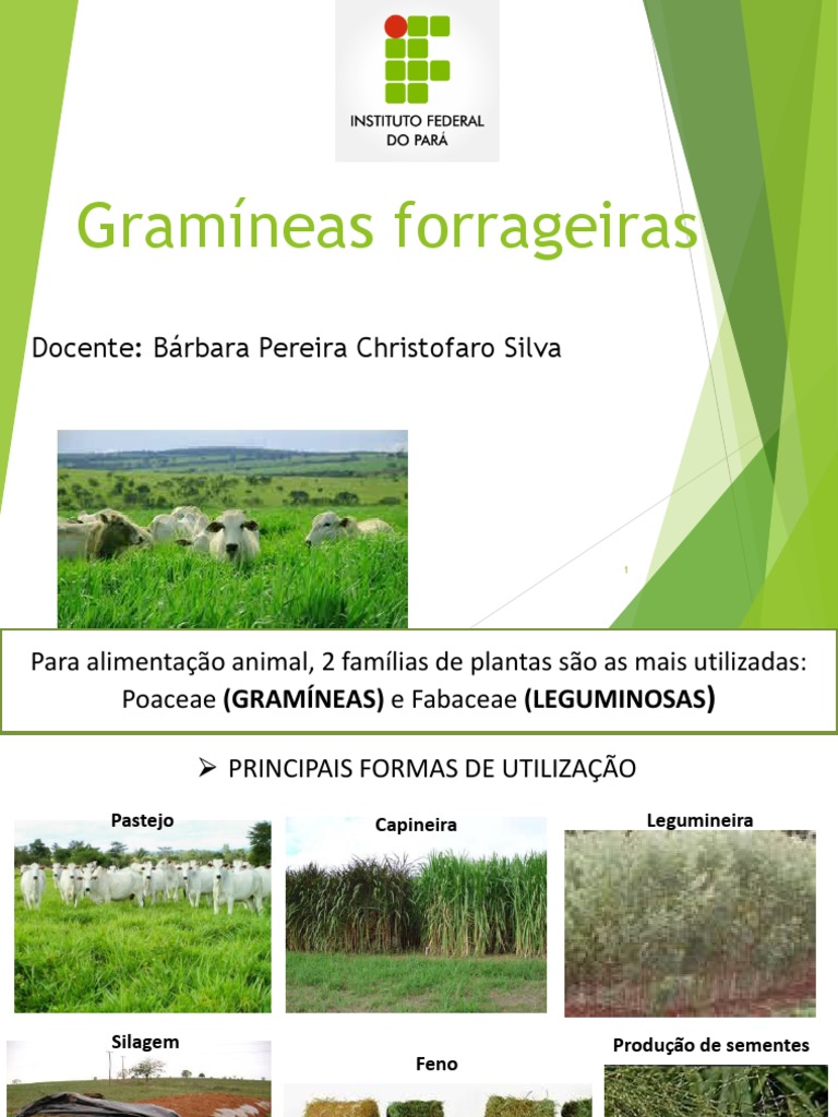 Gramíneas Forrageiras: Tipos e Exemplos | PDF | Plantas | Organismos