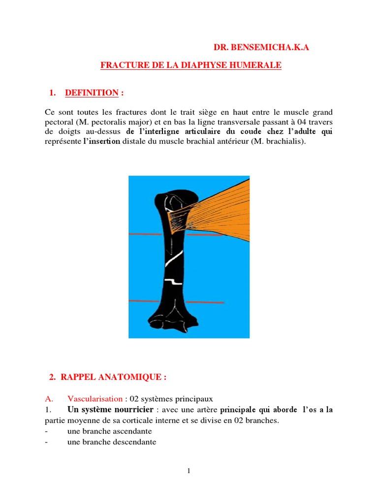 Fracture de la diaphyse humérale | PDF | Appareil locomoteur | Anatomie ...