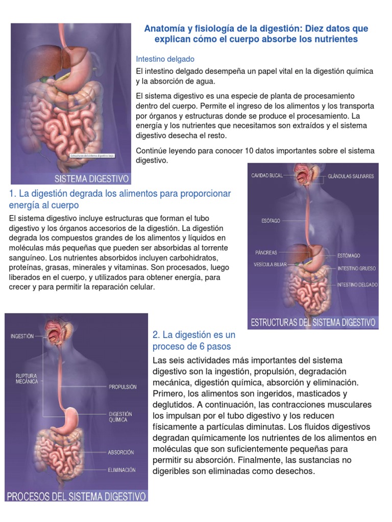 Anatomía y Fisiología de La Digestión | PDF | Digestión | Tracto ...