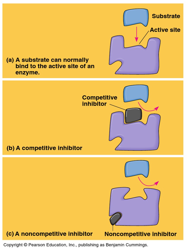 Enzyme Inhibition: Types Explained | PDF