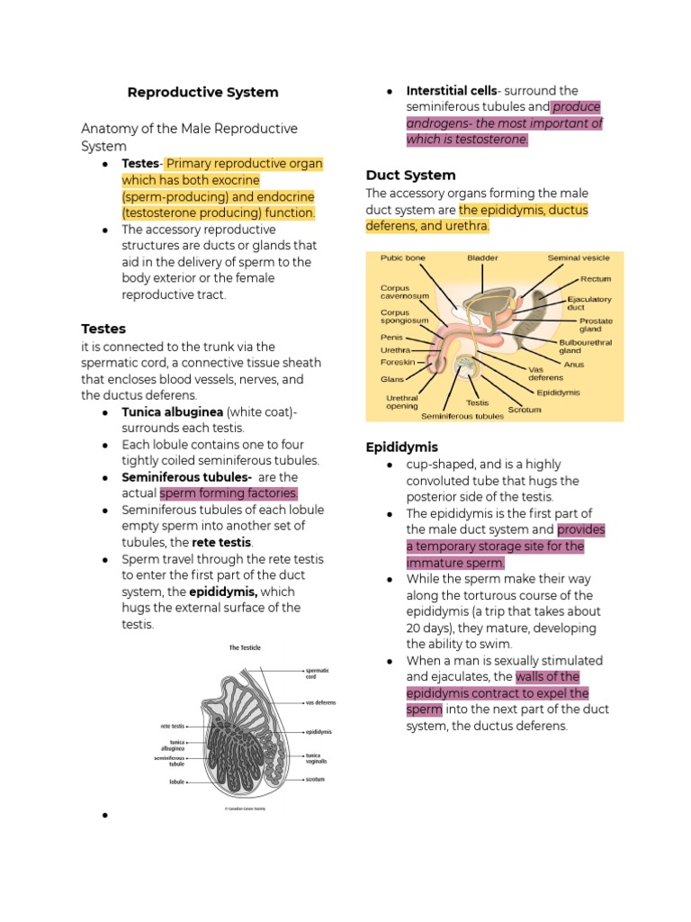 Reproductive System | PDF | Uterus | Ovary