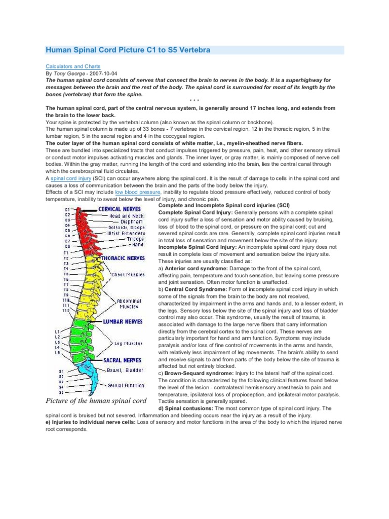 Human Spinal Cord Picture C1 To S5 Vertebra | PDF | Vertebral Column ...