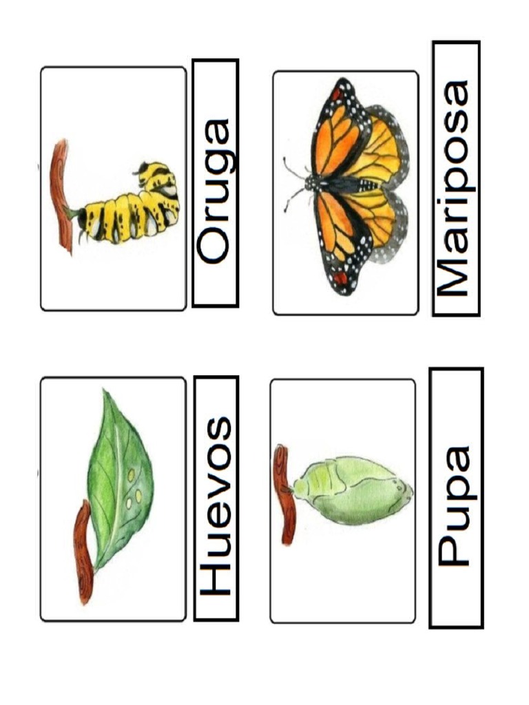 ciclo de vida de la mariposa | PDF