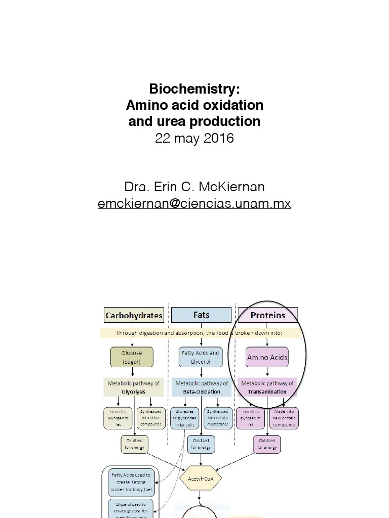 Bioquimica - Oxidación de Aminoácidos y Producción de Urea | PDF | Alanine | Biochemistry