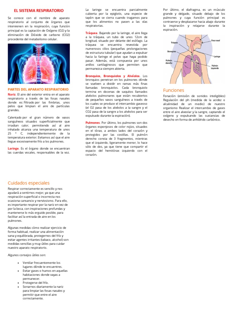 Triptico EL SISTEMA RESPIRATORIO | PDF | Sistema respiratorio | Pulmón