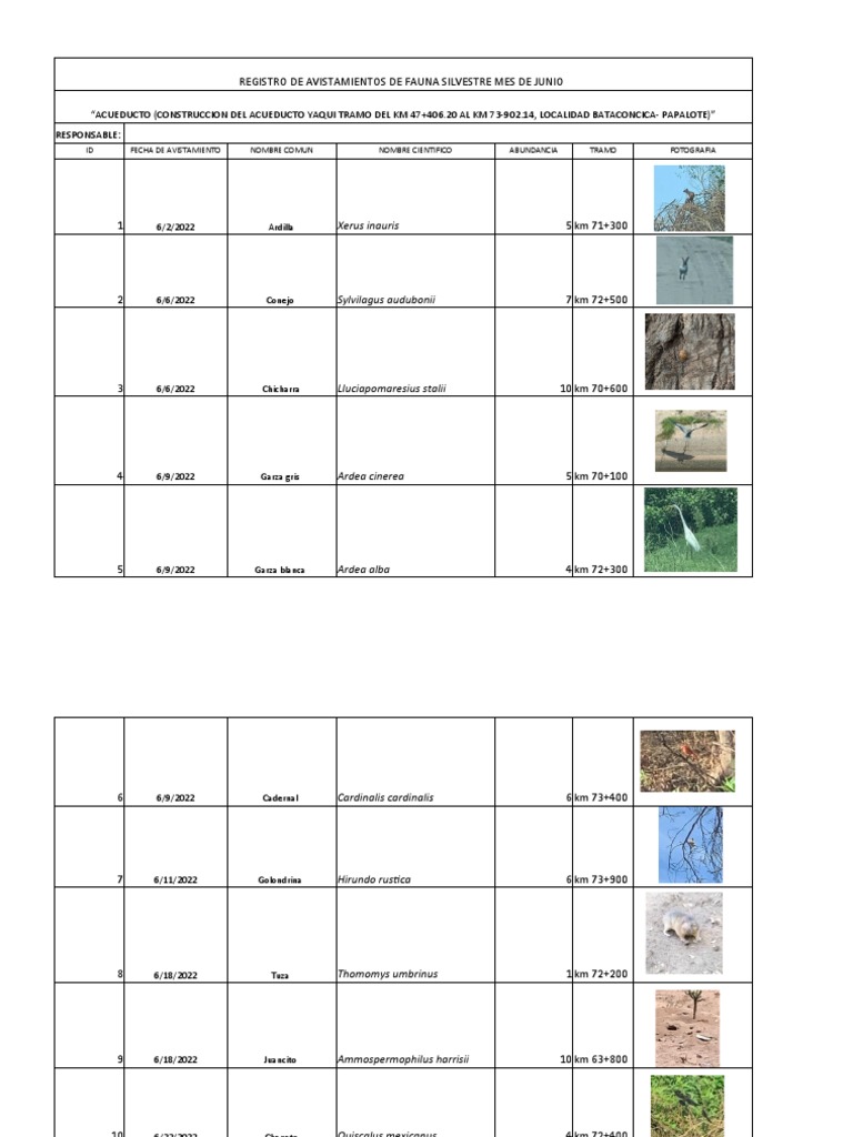 Avistamiento de Fauna | PDF | Aves | Apocrita
