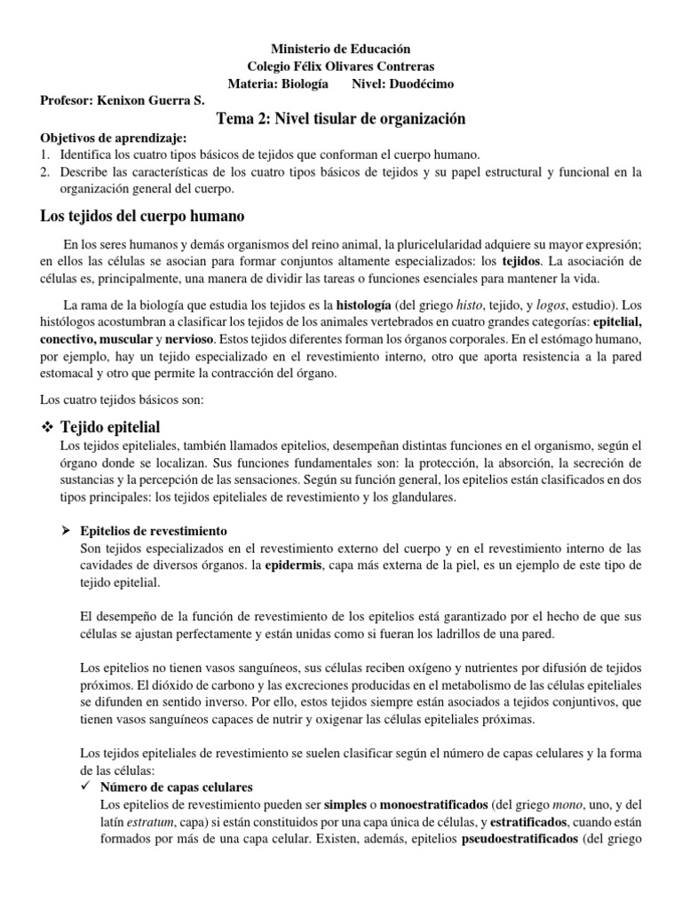 Tema 2 Duodécimo Los Tejidos Pdf Hueso Epitelio