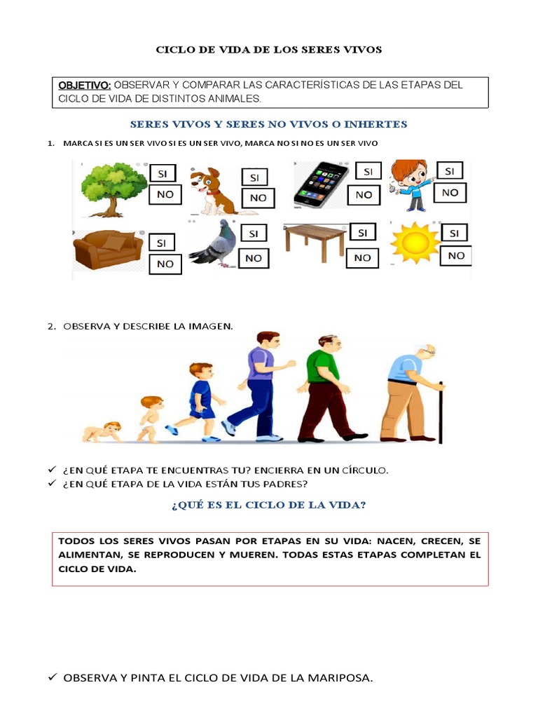 Explorando las etapas del ciclo de vida de diferentes seres vivos | PDF
