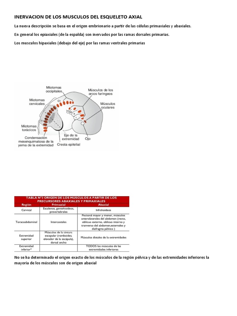 Inervación de Músculos Esqueléticos Axiales | PDF