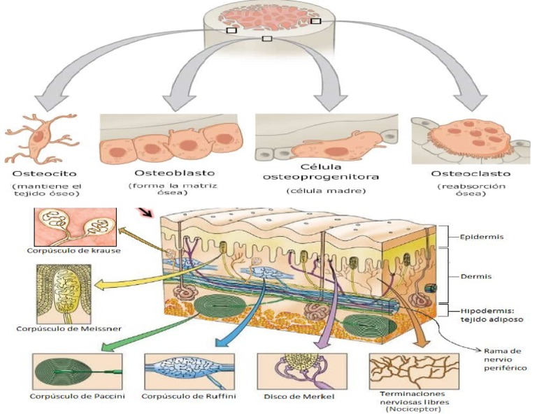 imagenes celulas oseas | PDF