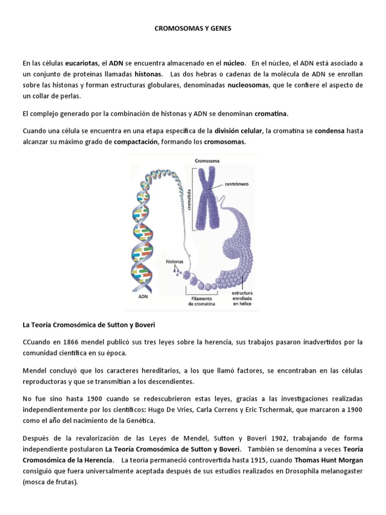 Tema 3 - CROMOSOMAS Y GENES | PDF | Cromosoma | Gene