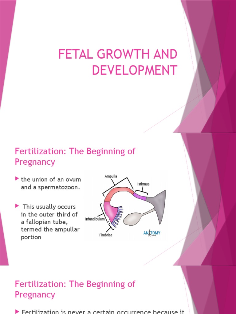 Stages of Fetal Growth and Development: A Comprehensive Overview of the ...