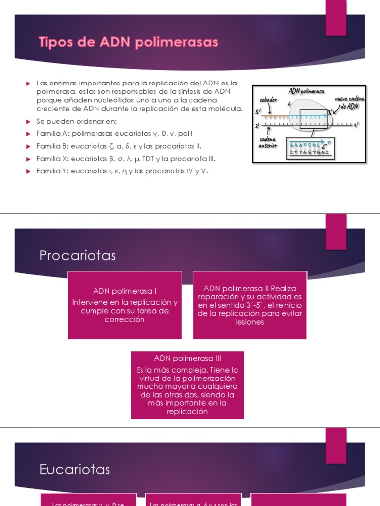 Tipos de ADN Polimerasas | Descargar gratis PDF | Rna | Reparación de adn